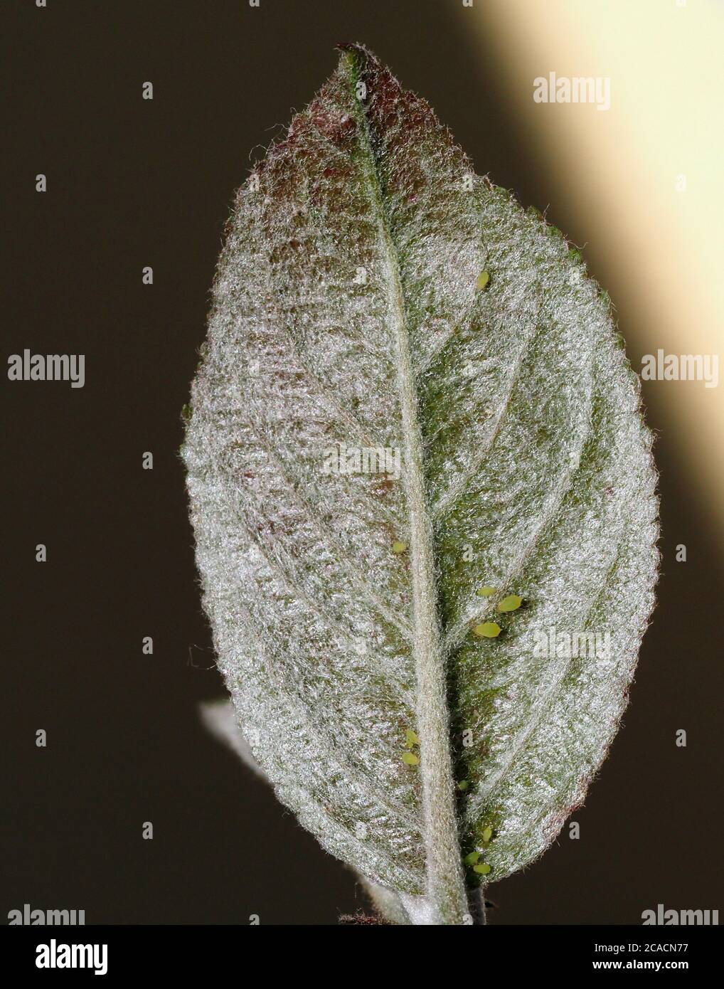 Berlin, Germany. 14th June, 2020. On the underside of the leaf of a ...