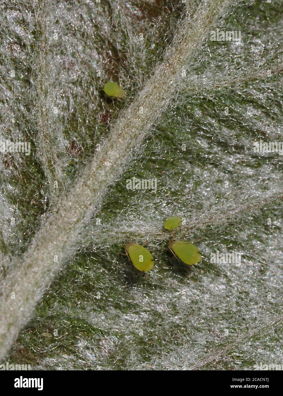Berlin, Germany. 14th June, 2020. On the underside of the leaf of a ...