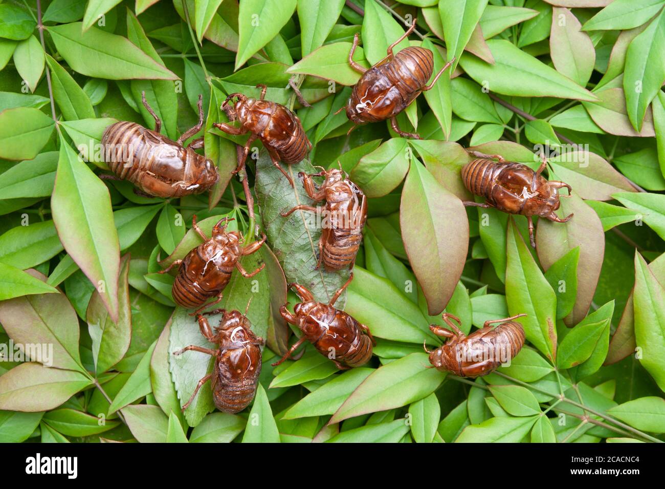 Cicadas shell isolated on green leaves background. Top view Stock Photo ...