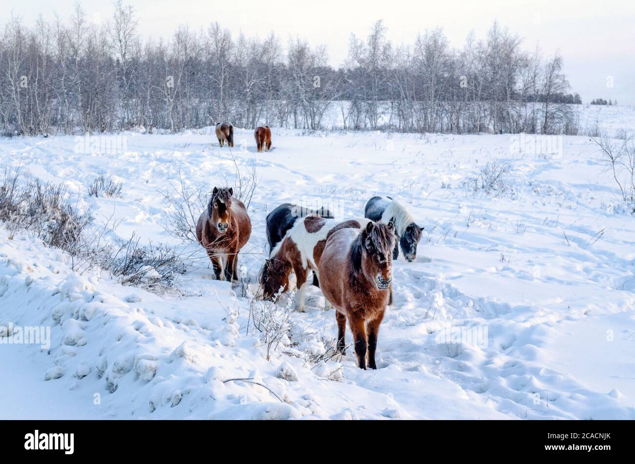 Oymyakon yakutia hi-res stock photography and images - Alamy