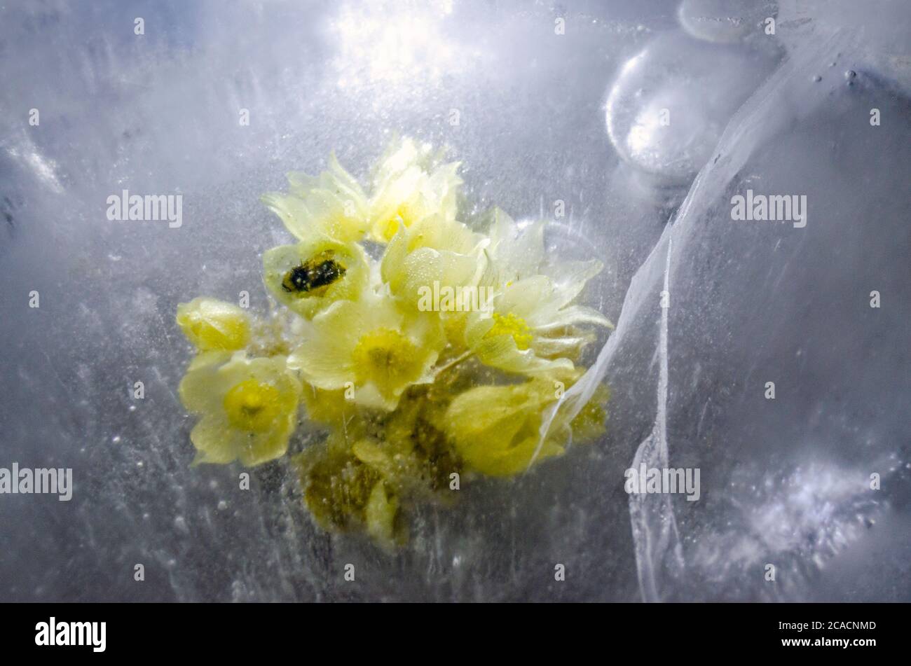 Frozen flowers hi-res stock photography and images - Alamy