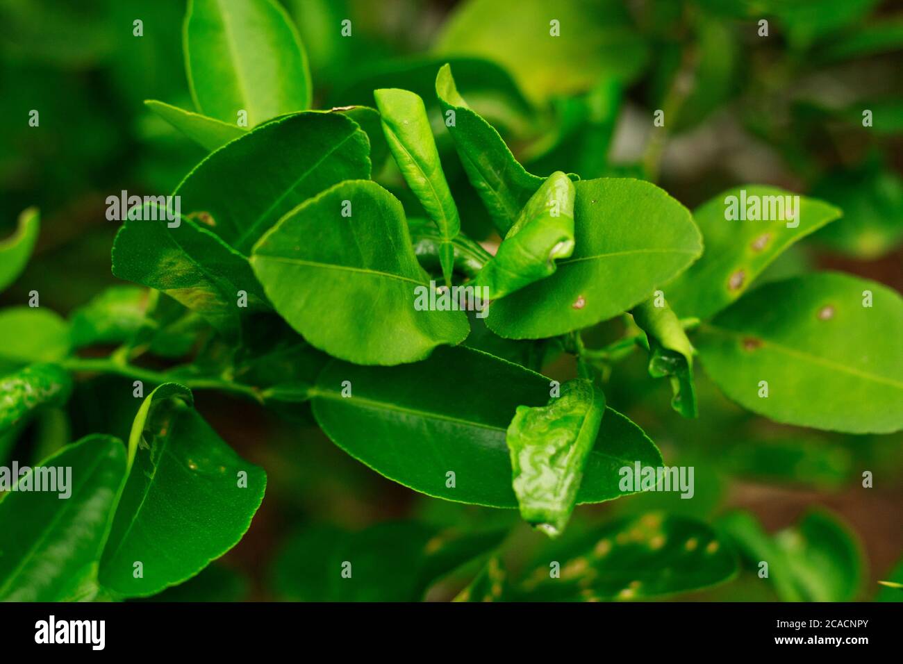 damage marked of citrus leafminer insect pest on lime leaf Stock Photo ...