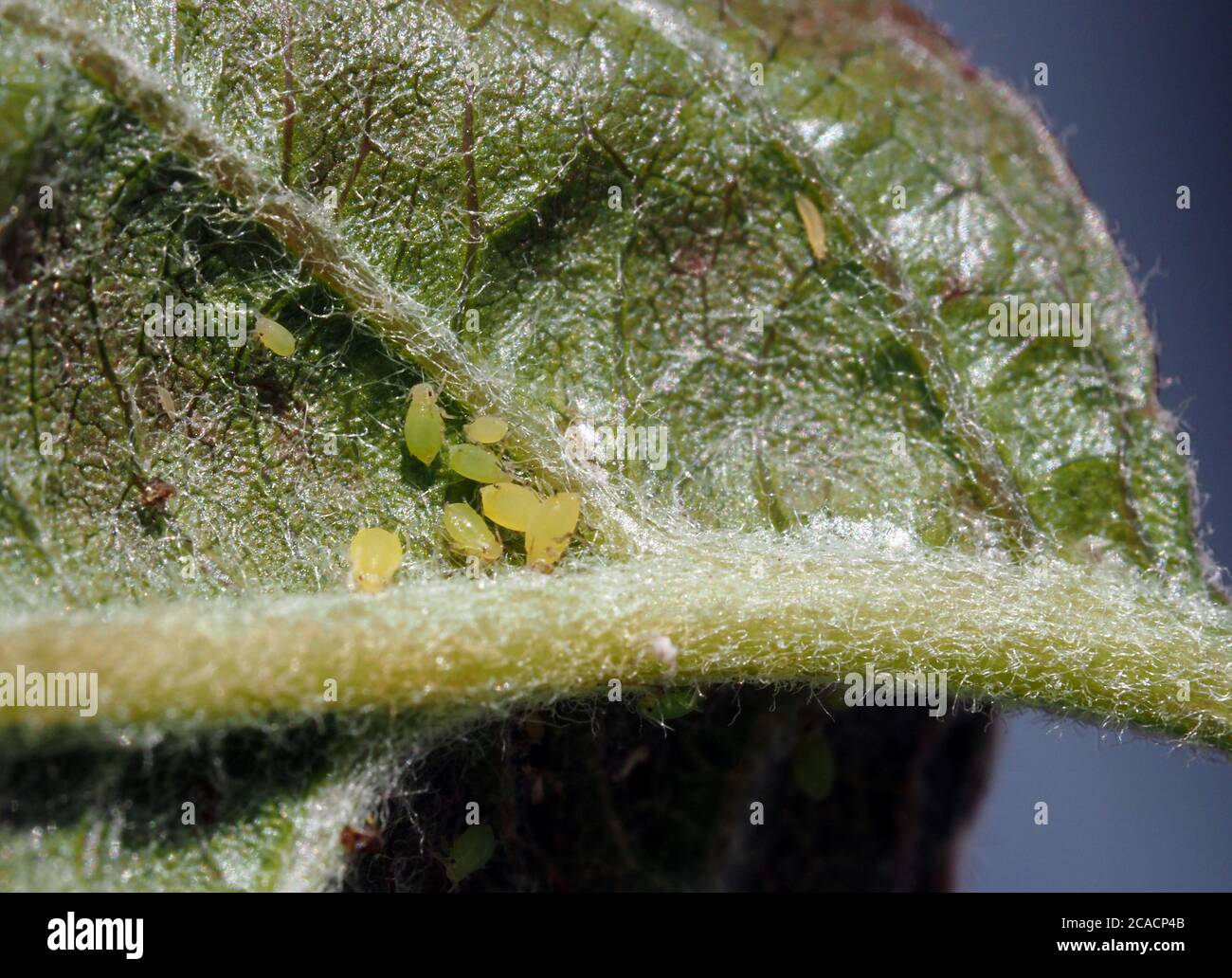 Berlin, Germany. 14th June, 2020. On the underside of the leaf of a ...