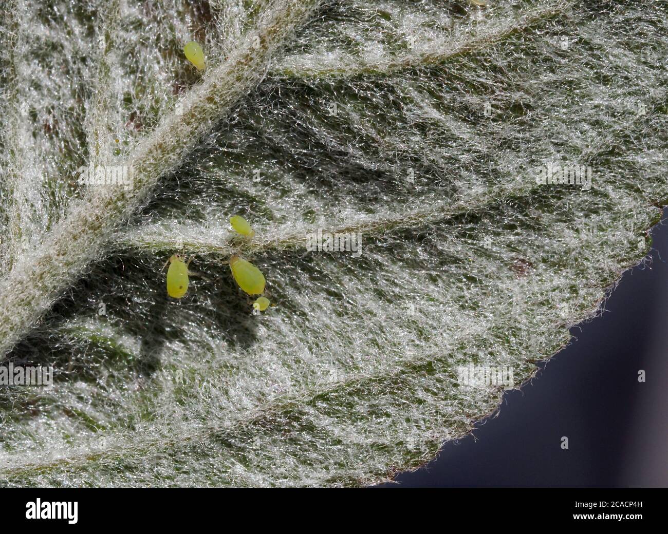 Berlin, Germany. 14th June, 2020. On the underside of the leaf of a ...