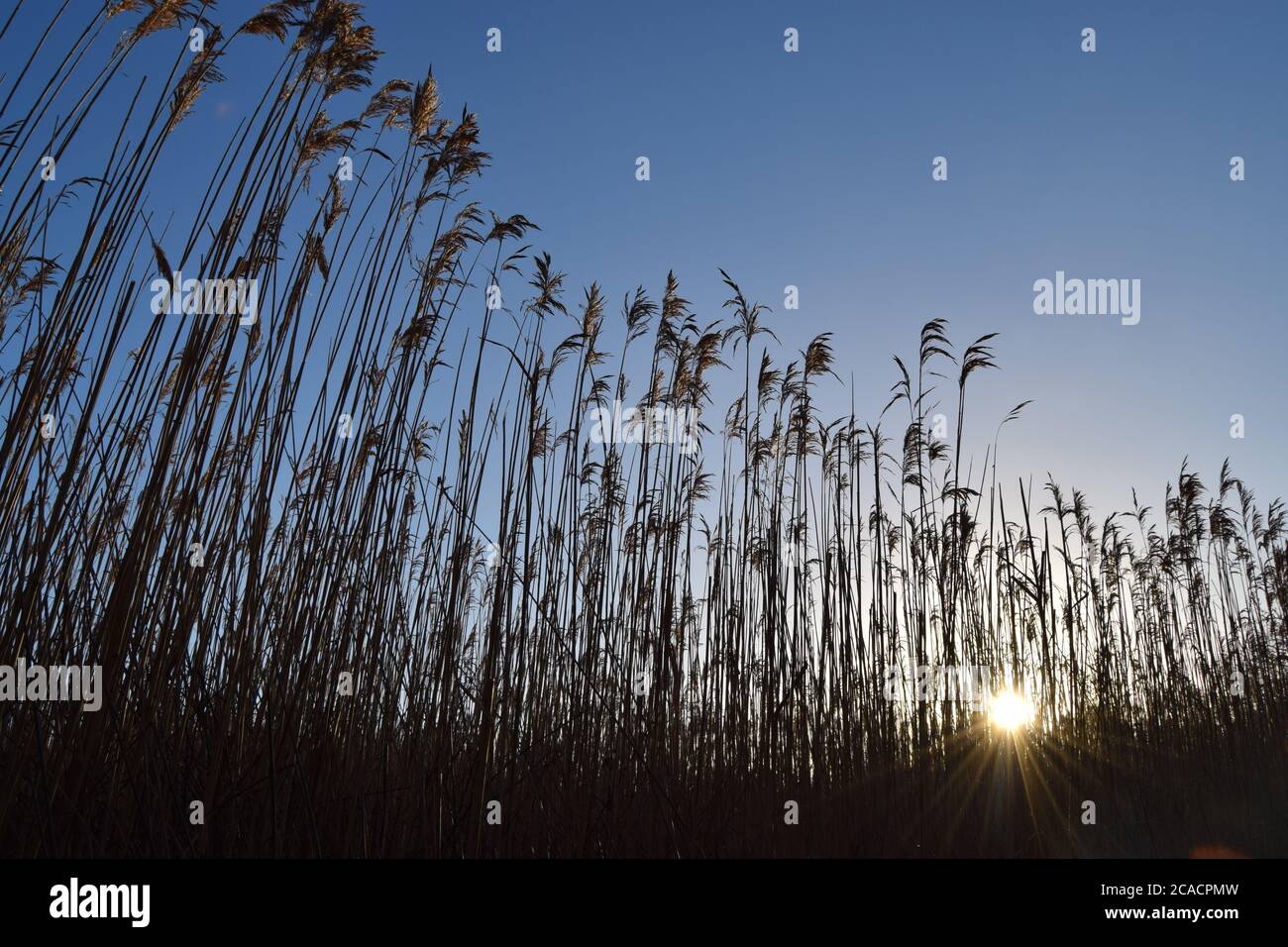 Sun through plant hi-res stock photography and images - Alamy