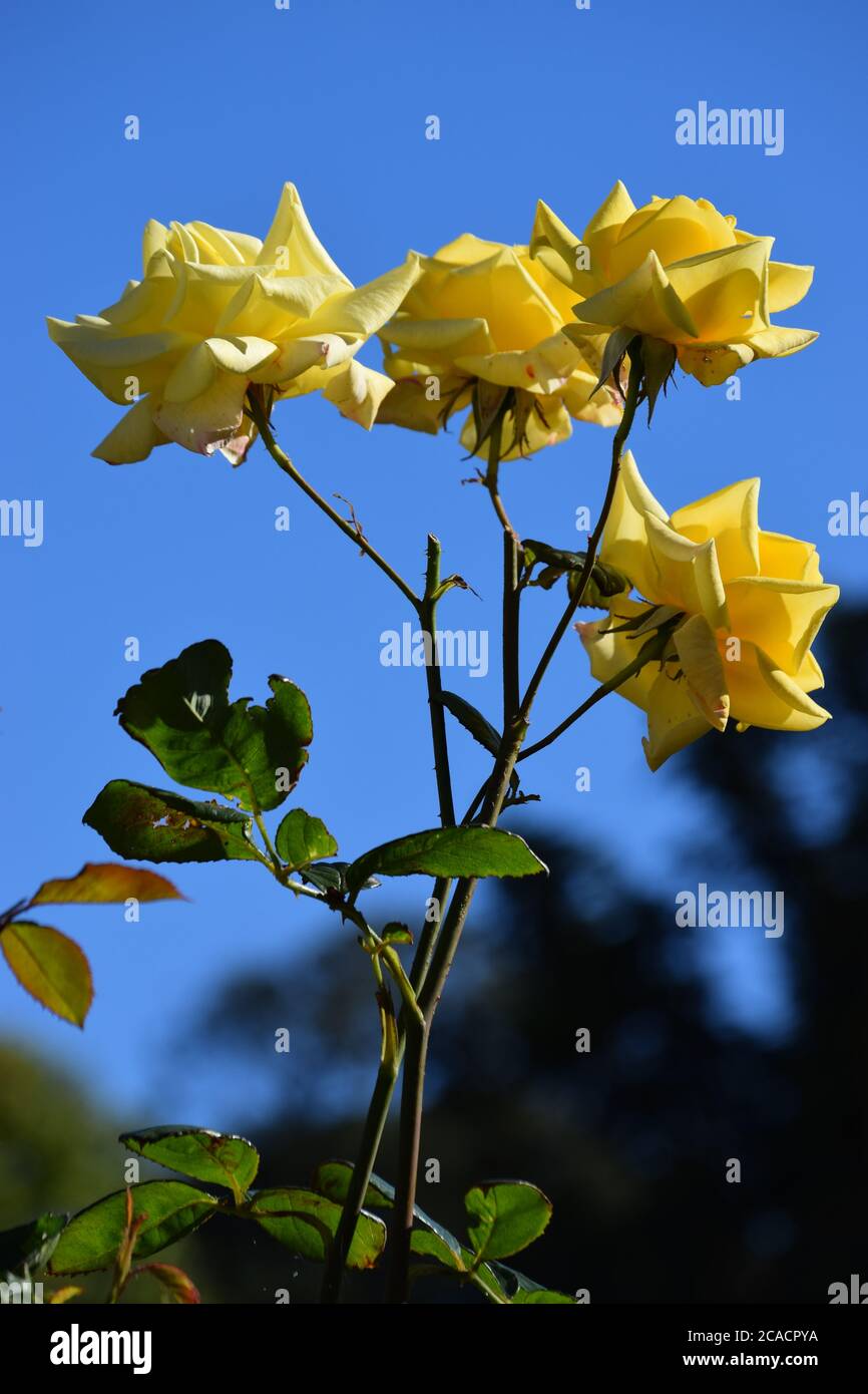 Yellow roses hi-res stock photography and images - Alamy