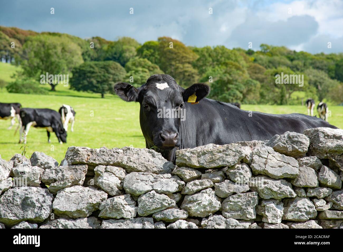 Cow looking over stone wall hi-res stock photography and images - Alamy