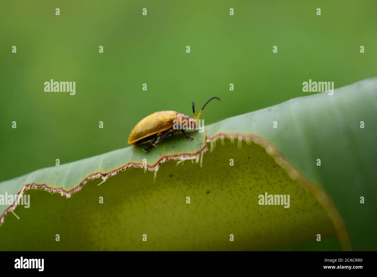 Pumpkin beetle hi-res stock photography and images - Alamy