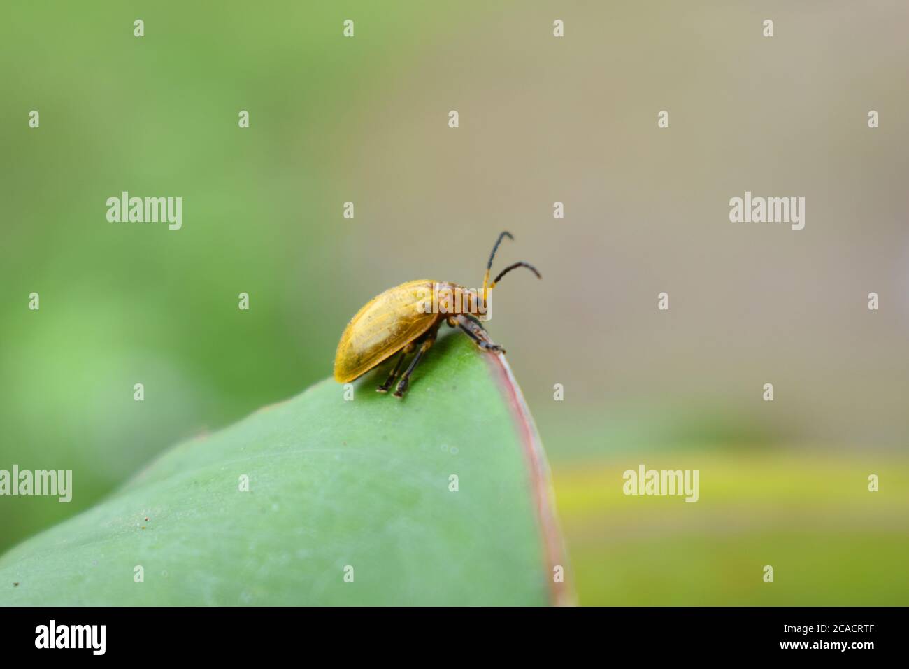 Pumpkin beetle hi-res stock photography and images - Alamy