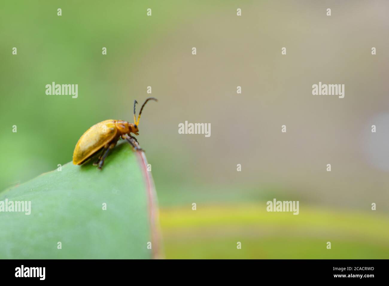 Pumpkin beetle hi-res stock photography and images - Alamy