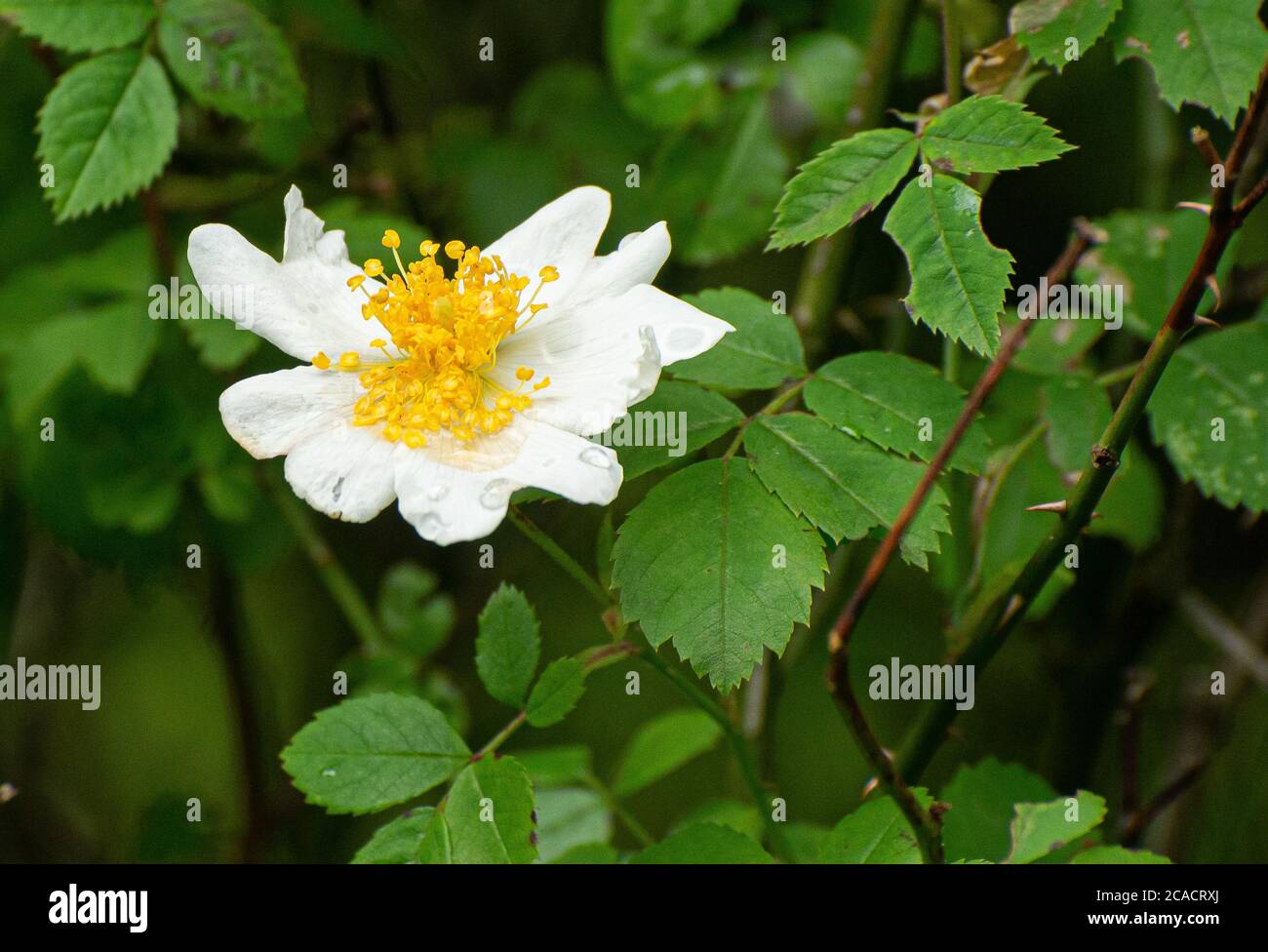 England dog rose hi-res stock photography and images - Alamy
