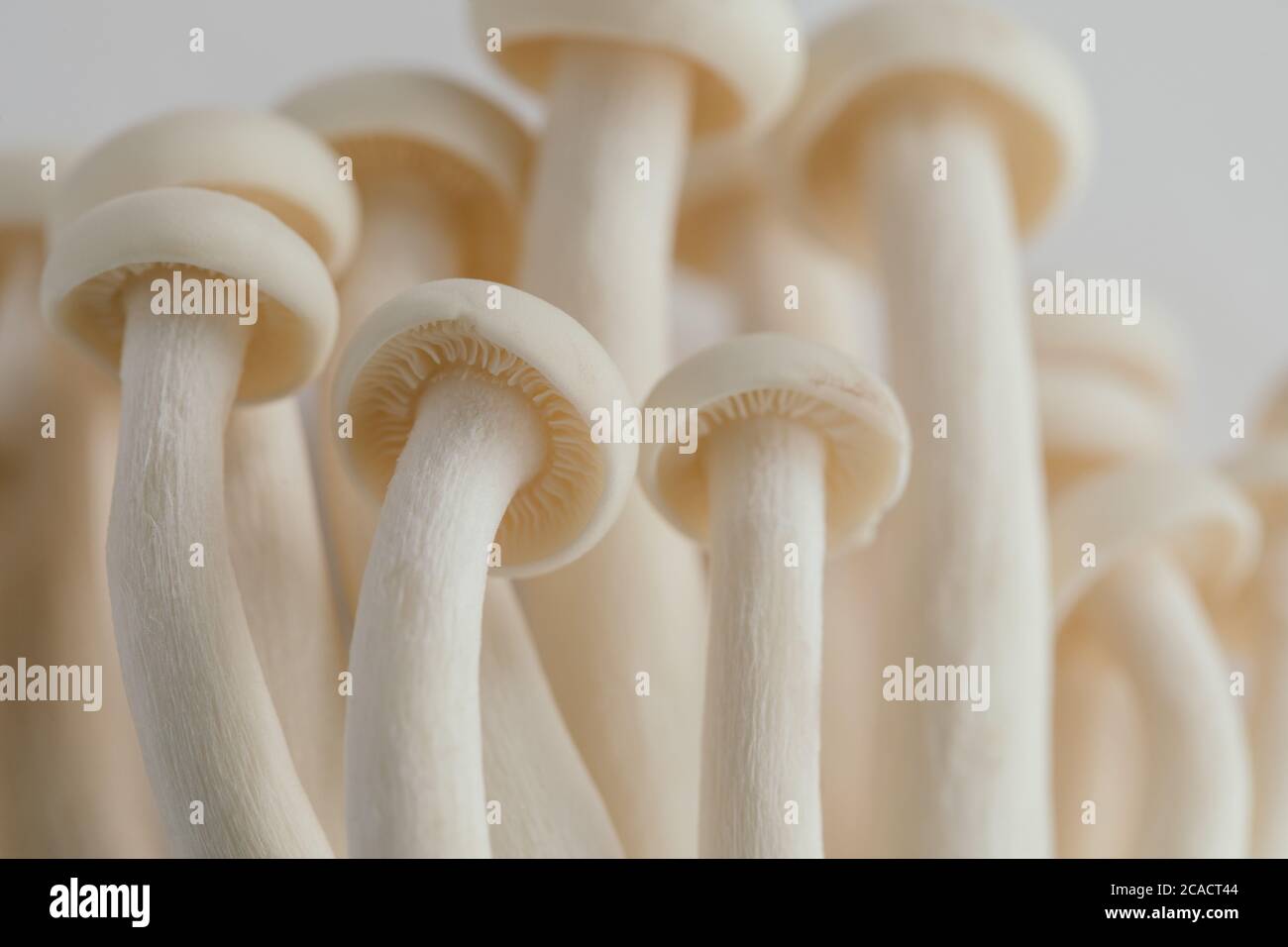 Shimeji mushrooms on white background Stock Photo - Alamy