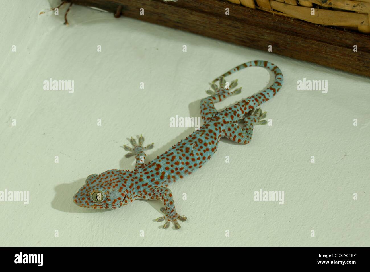 Closeup Tokay Gecko is on The Wall.Blue Gekko gecko with orange spots ...