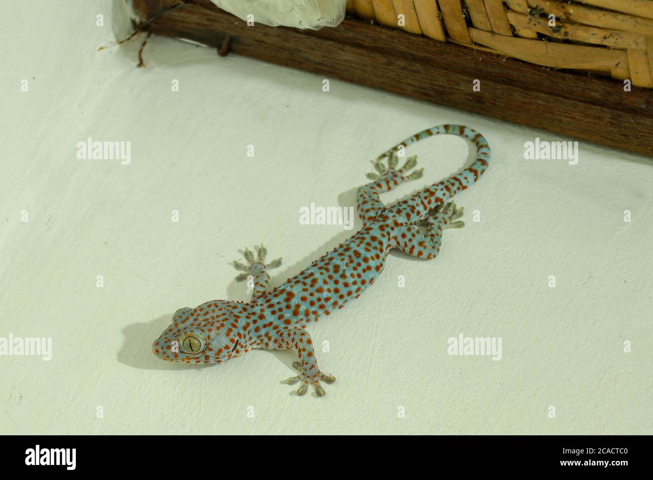 Closeup Tokay Gecko is on The Wall.Blue Gekko gecko with orange spots ...