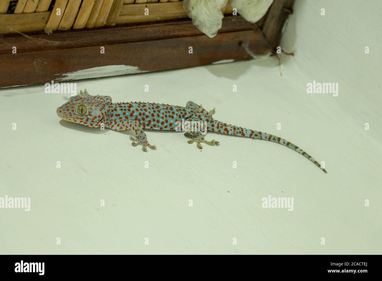 The giant Tokeh Gekko gecko. Blue Gekko gecko with orange spots Stock ...