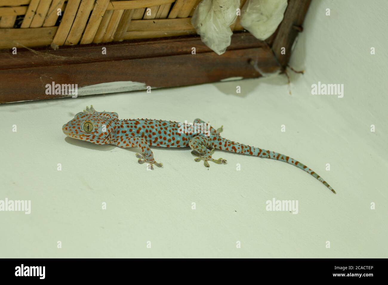 Closeup Tokay Gecko is on The Wall.Blue Gekko gecko with orange spots ...