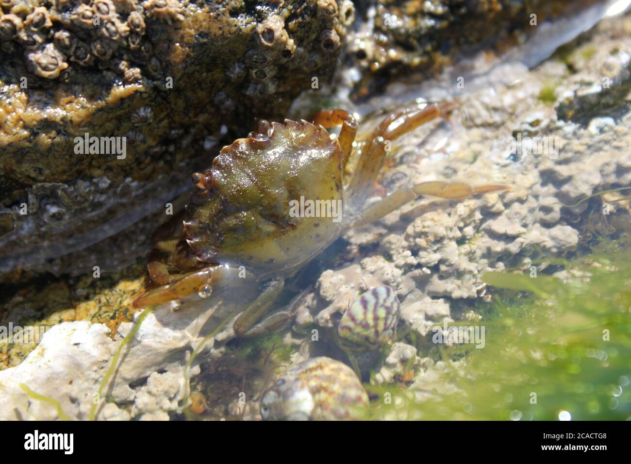 crab half submerged Stock Photo - Alamy