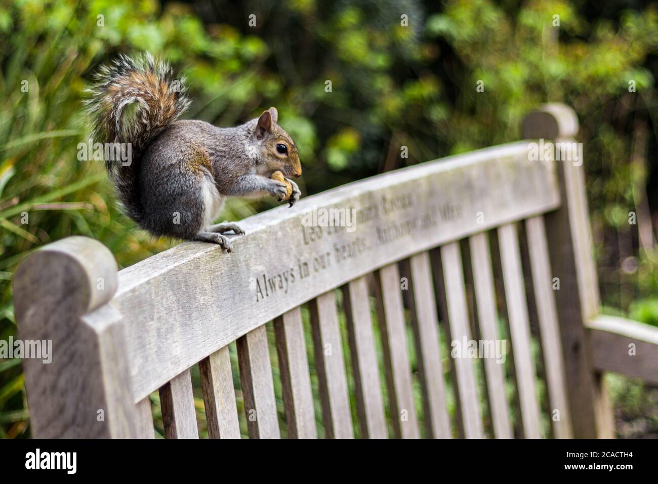 A grey squirrel in Hyde Park, London, UK Stock Photo - Alamy