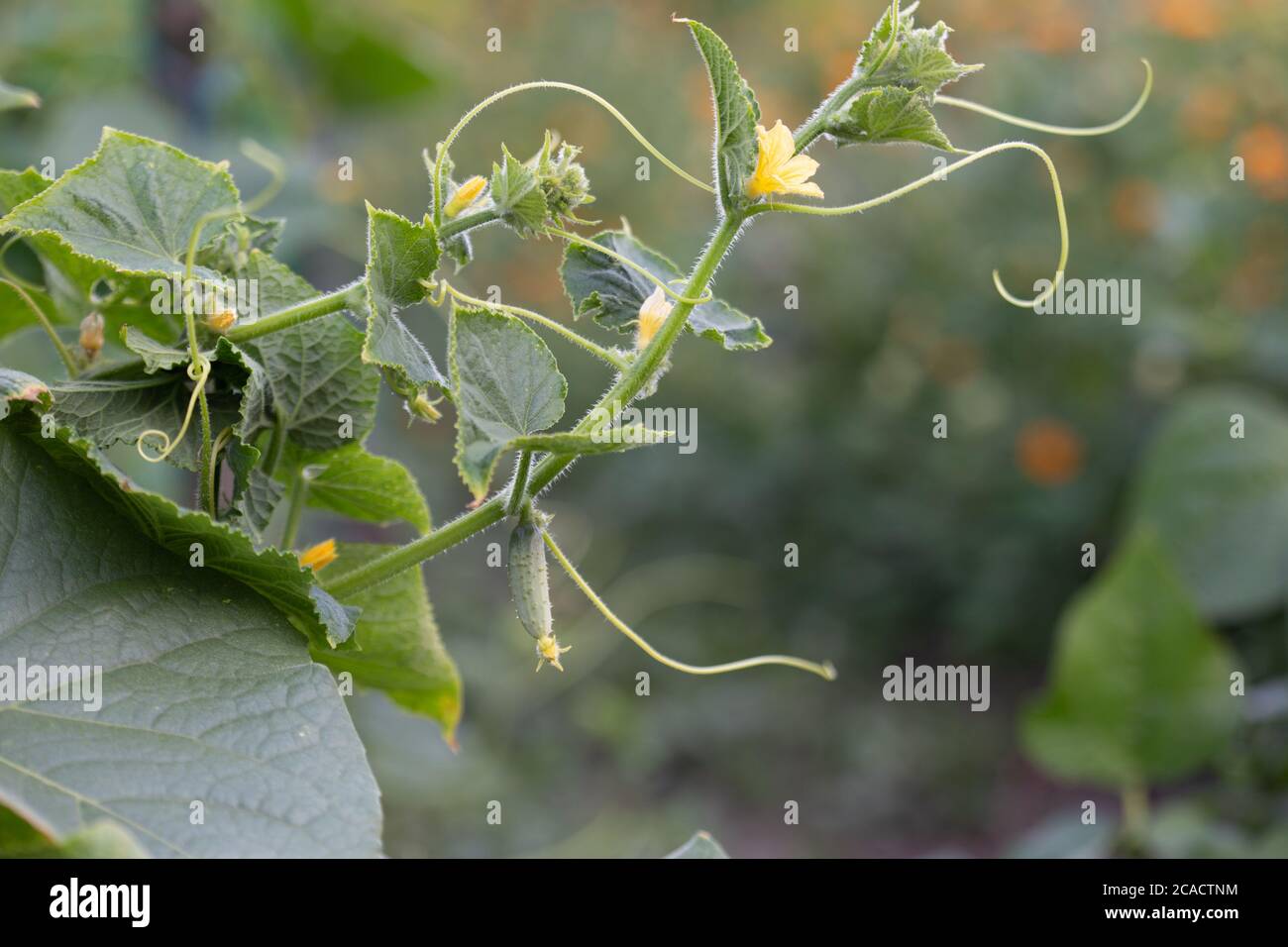 Macro photo of small cucumber with leaves in garden. Organic food, self ...