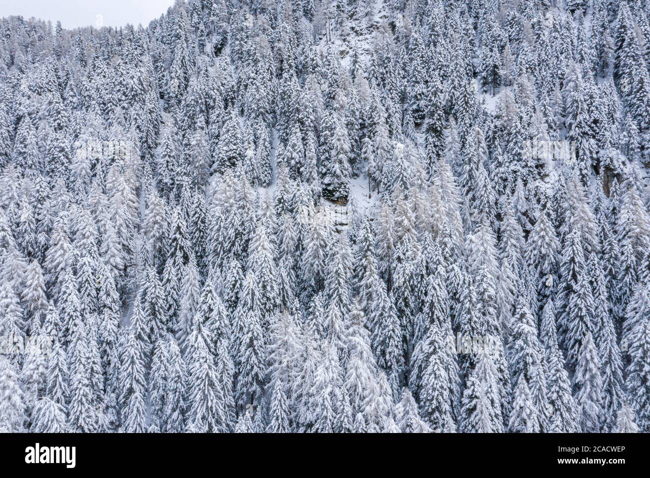 Beautiful scenery of a forest in the snowy Alps in winter Stock Photo ...
