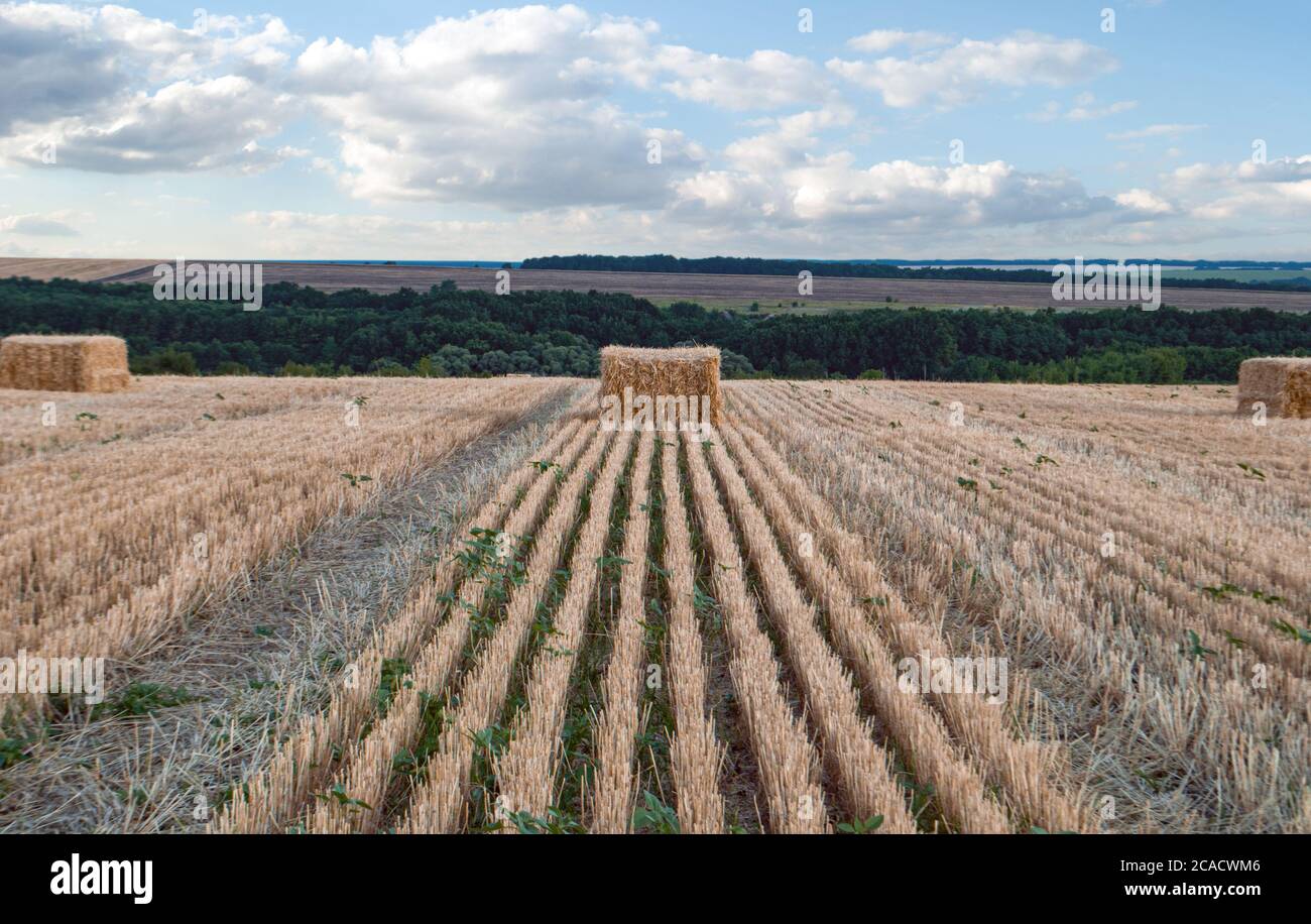 Stack of straw on the mown field hi-res stock photography and images ...