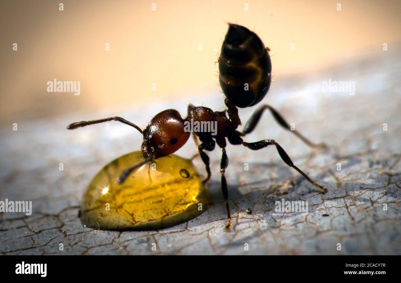 Ants drinking water hi-res stock photography and images - Alamy