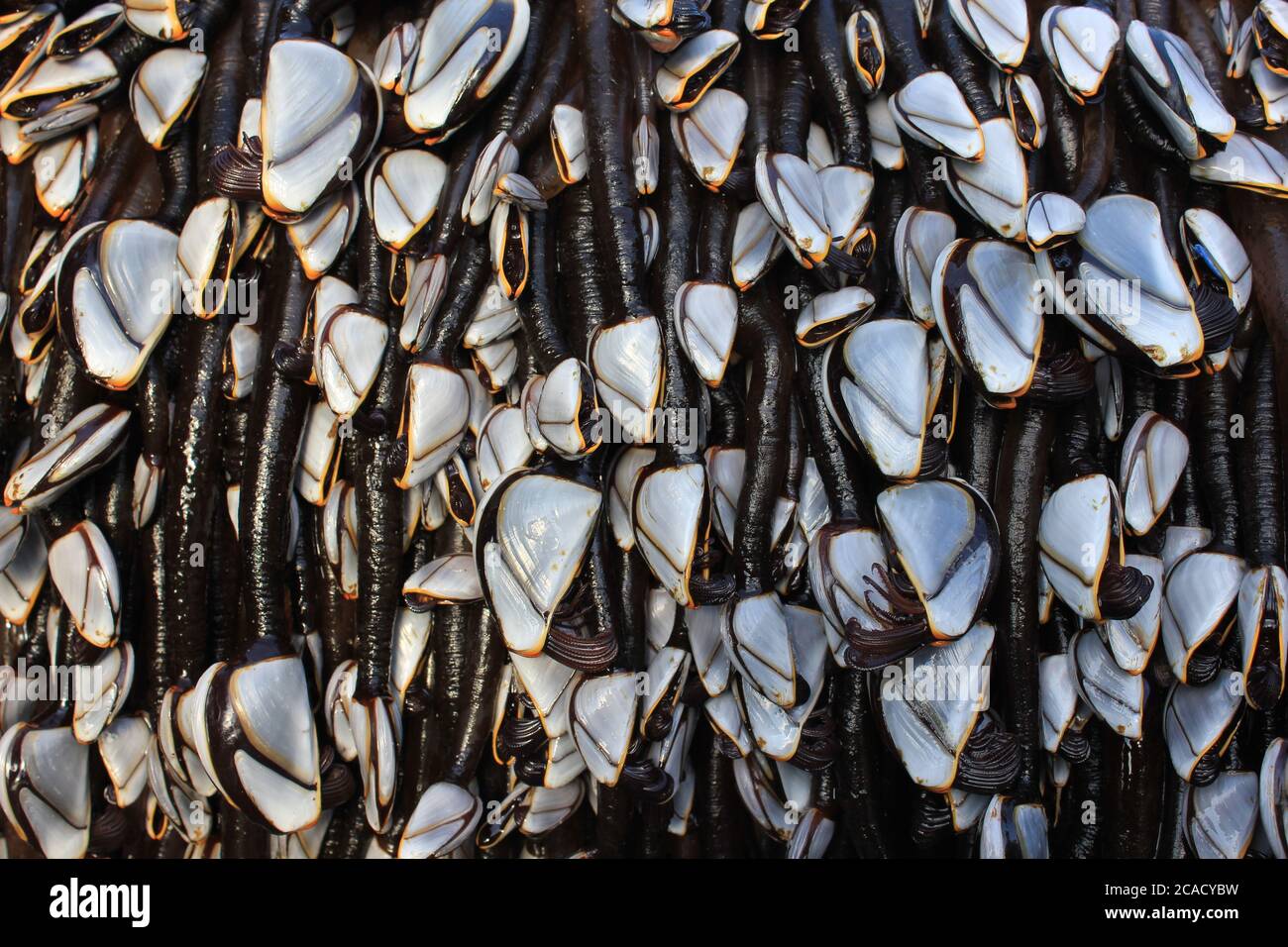 Goose barnacles hi-res stock photography and images - Alamy