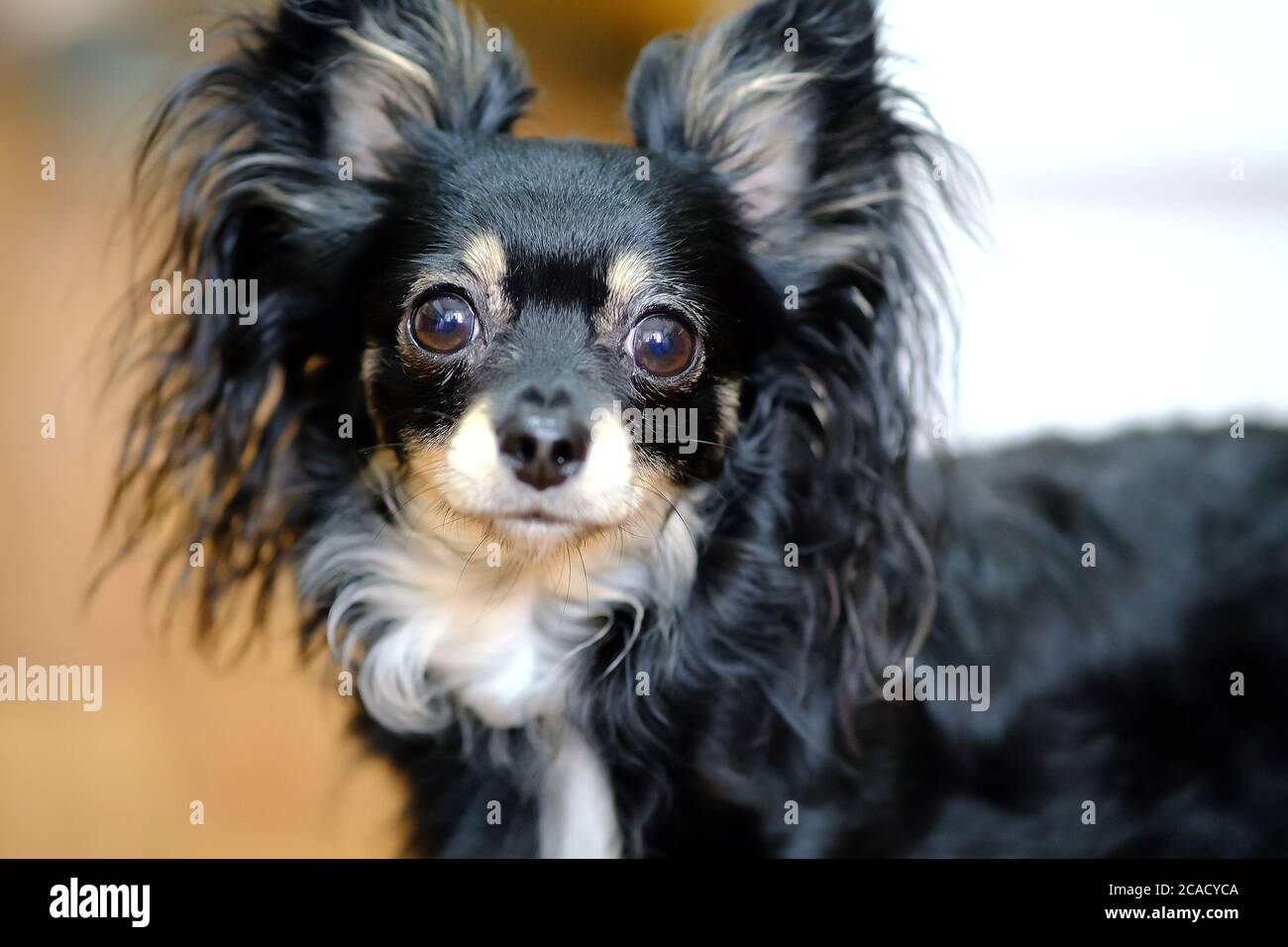 Chihuahua breed of dog. The dog looks wide-eyed Stock Photo - Alamy