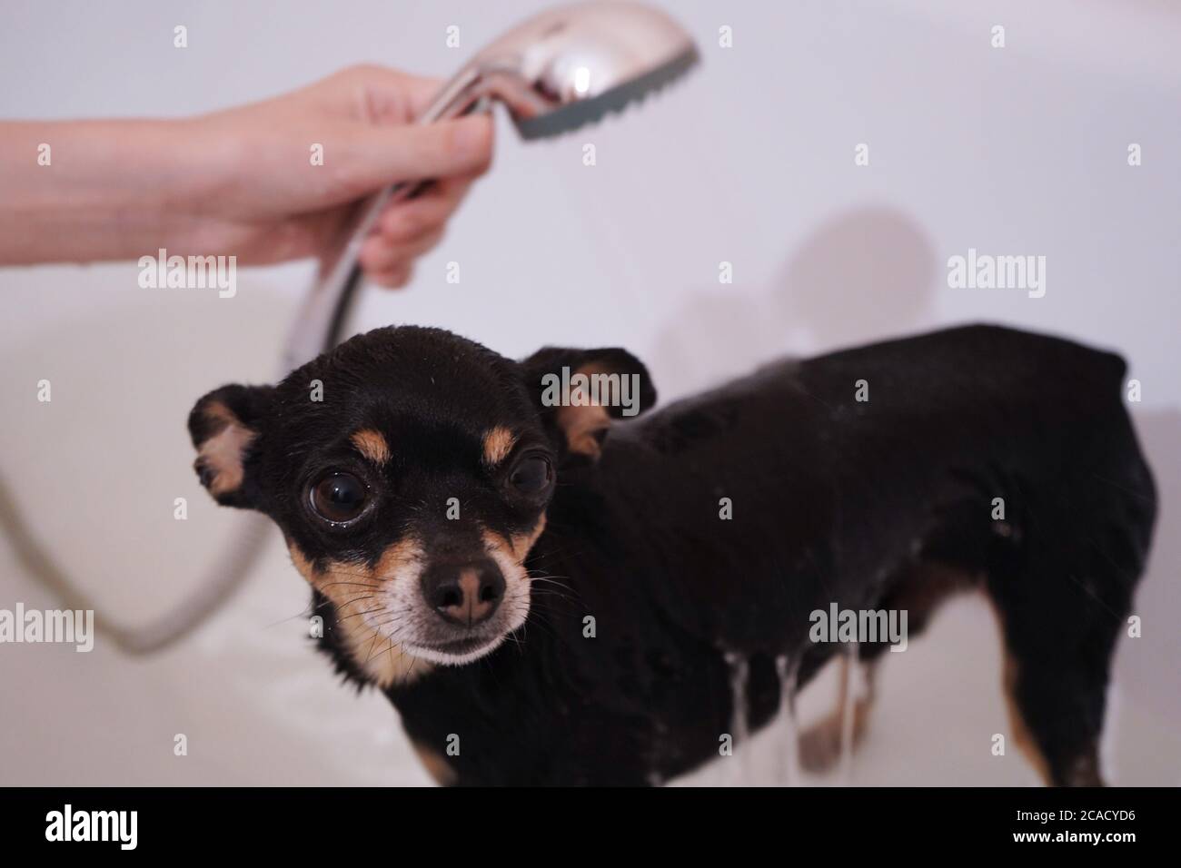 Small black dog Toy Terrier in the shower. Washing and caring for the ...