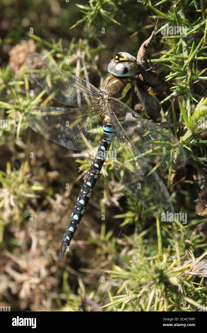 Common Aeshna profile Stock Photo - Alamy