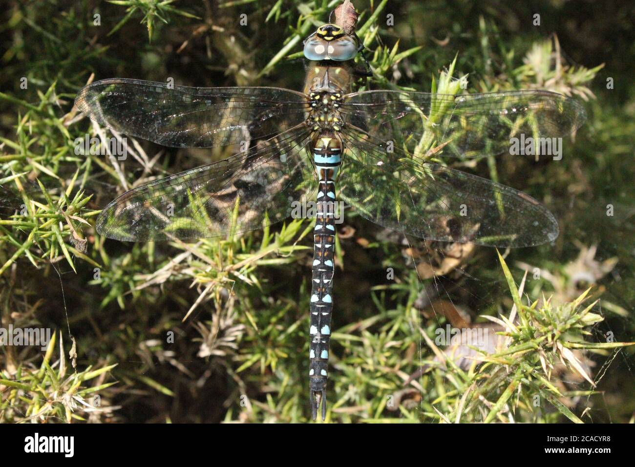 Common aeshna wide wings hi-res stock photography and images - Alamy