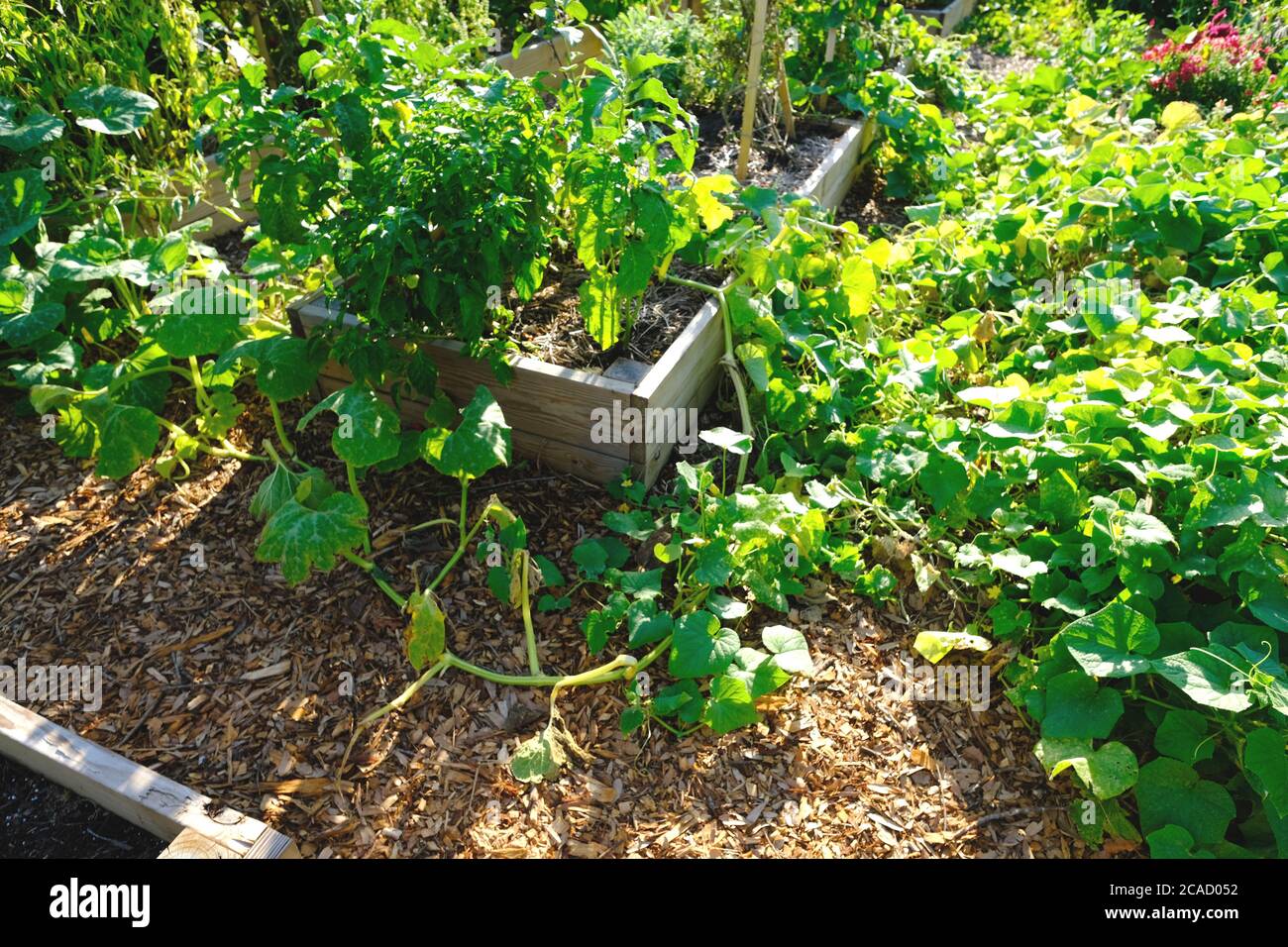 Urban Rain Garden for Volunteers to Work and Have Produce, Including ...