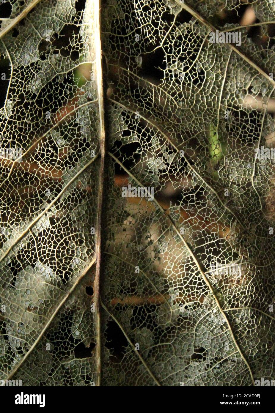 Rotting vegetation hi-res stock photography and images - Alamy