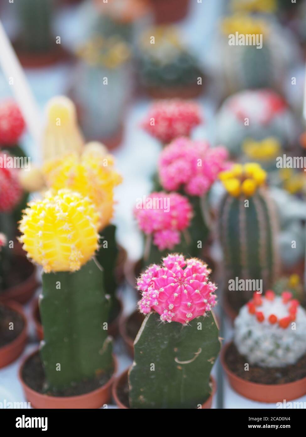 Cactus tree green trunk has sharp spikes around blooming in Plastic ...