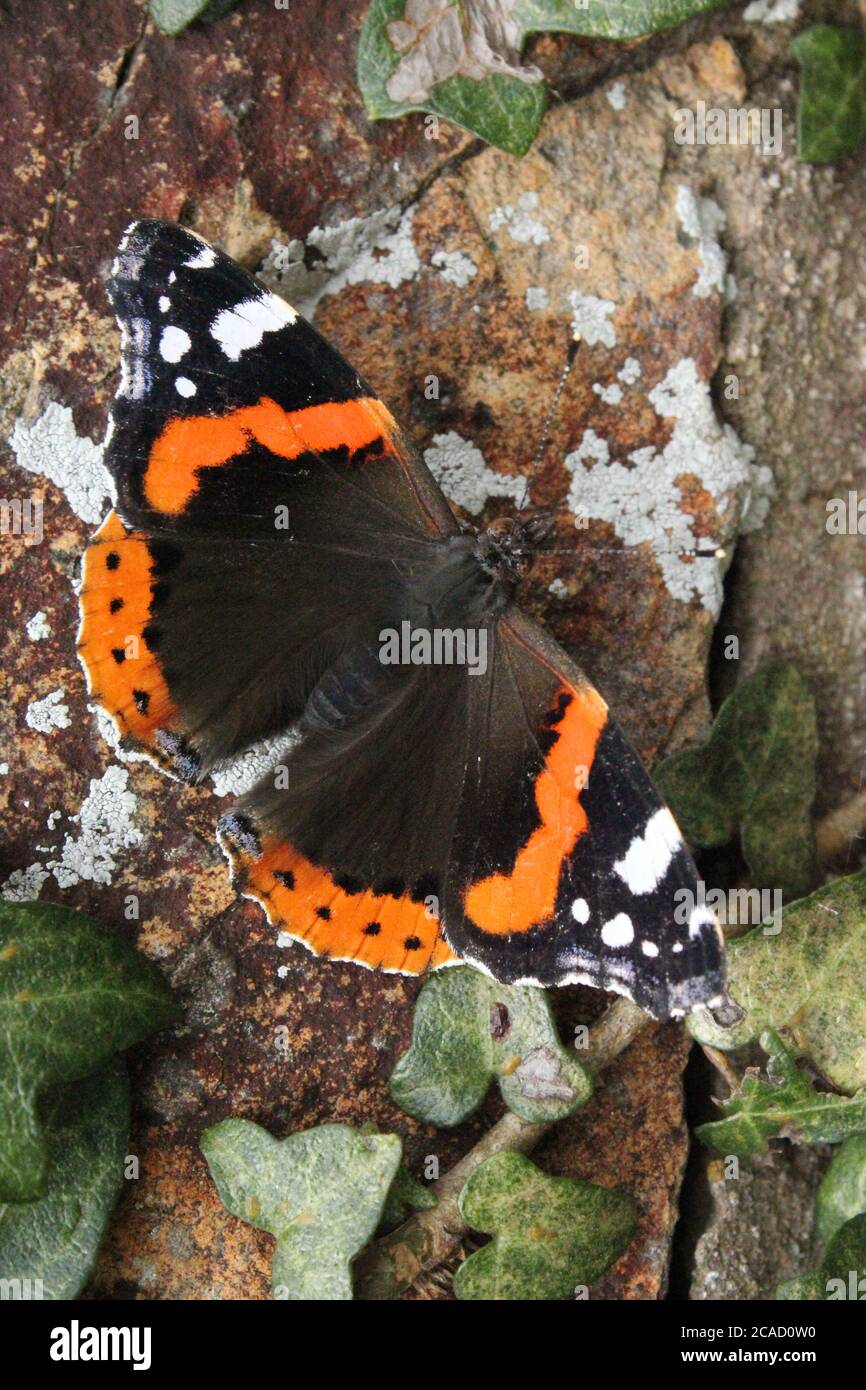Red admiral open wings hi-res stock photography and images - Alamy