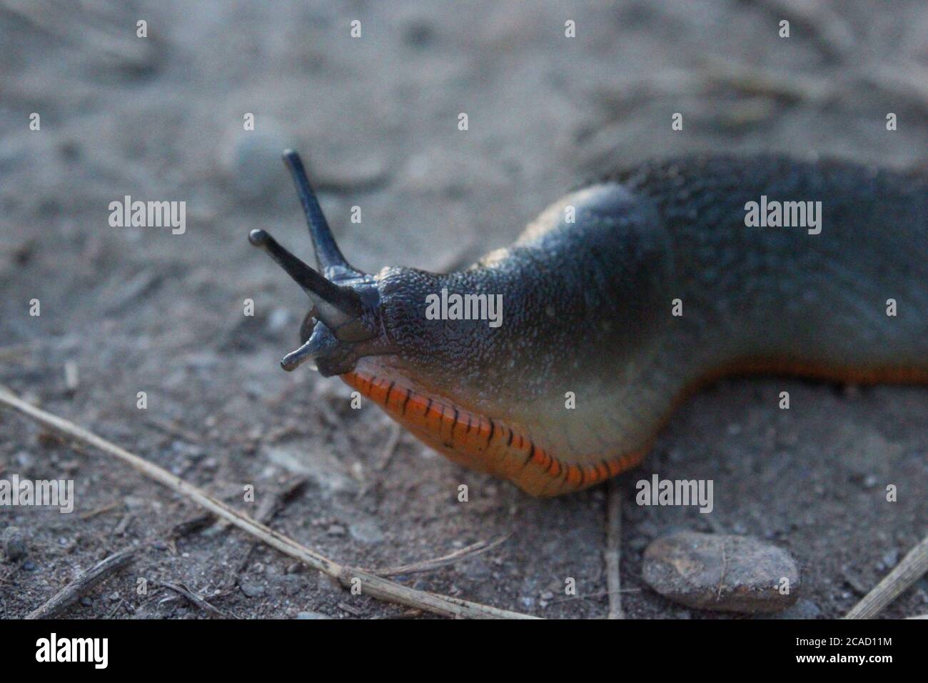 Slug with head lifted hi-res stock photography and images - Alamy