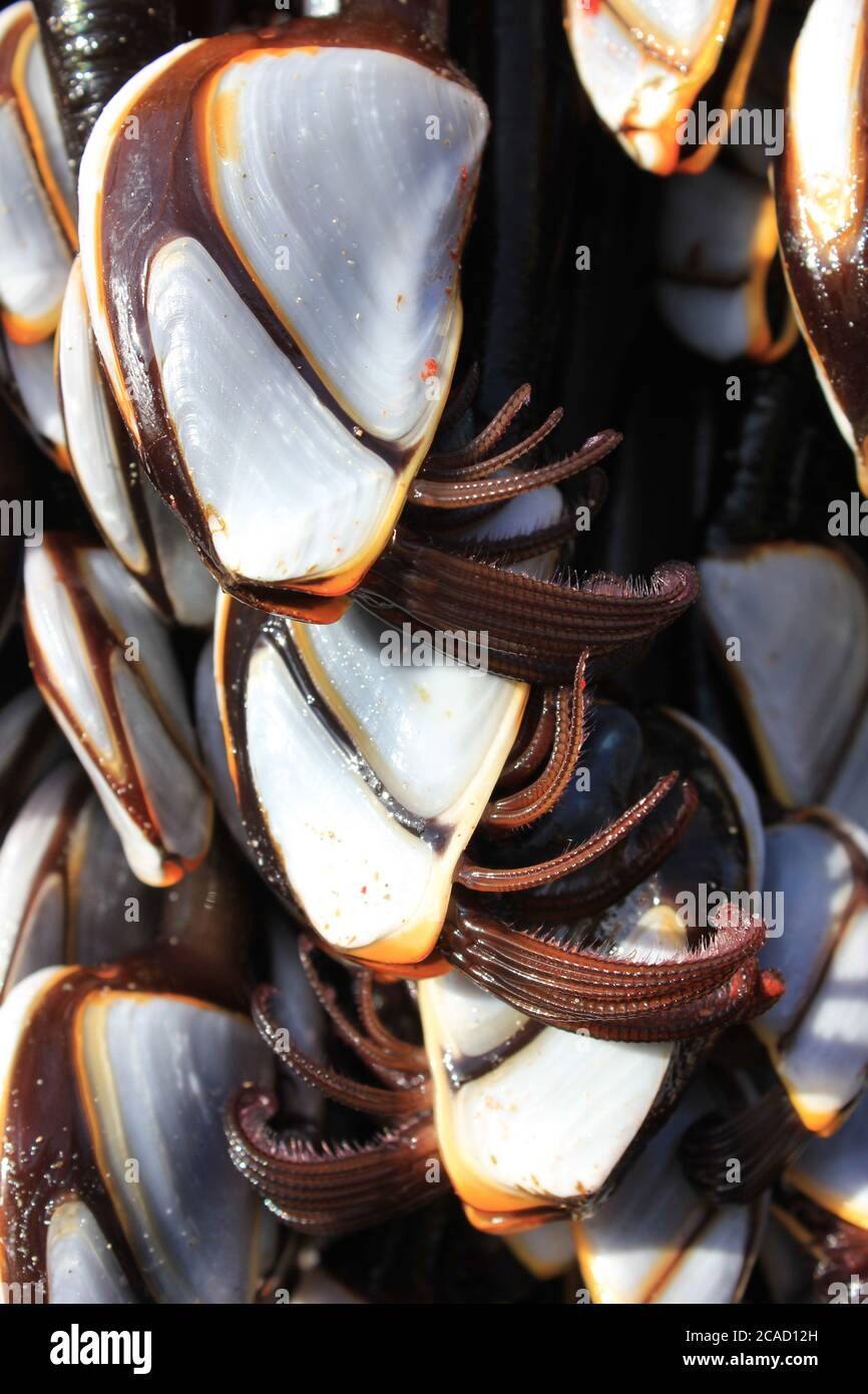 Goose barnacles hi-res stock photography and images - Alamy