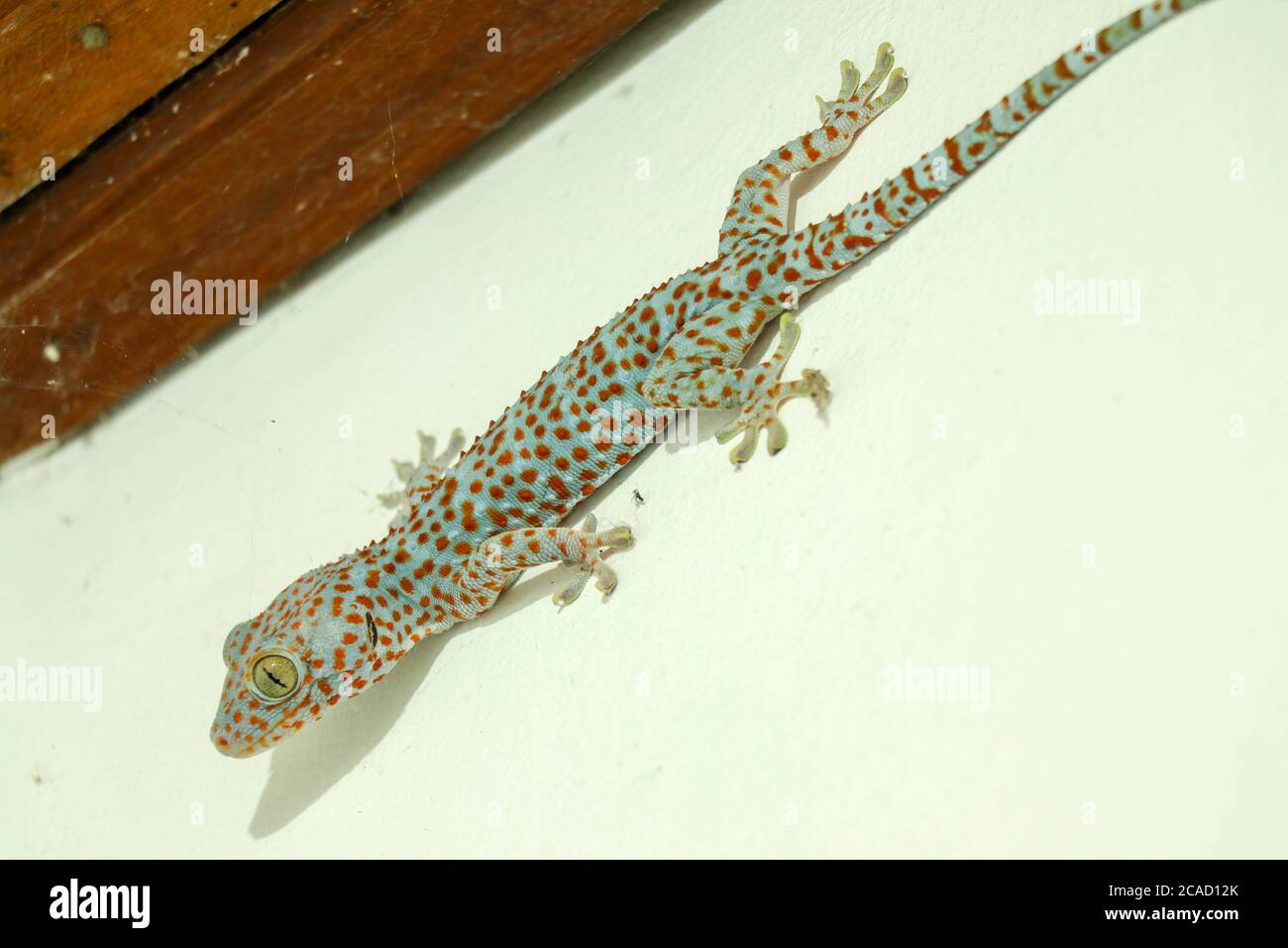 The giant Tokeh Gekko gecko. Blue Gekko gecko with orange spots Stock ...
