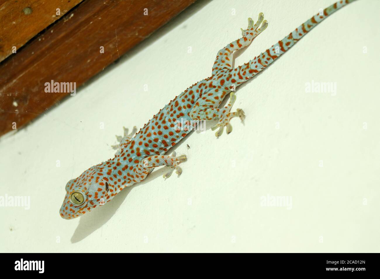 The giant Tokeh Gekko gecko. Blue Gekko gecko with orange spots Stock ...