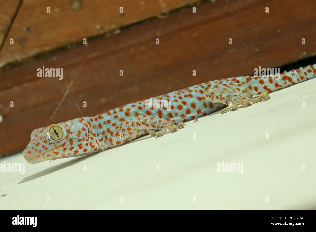 Gekkota Gekko Gecko Tokay Tokkae Lizard on a White Background Isolated ...