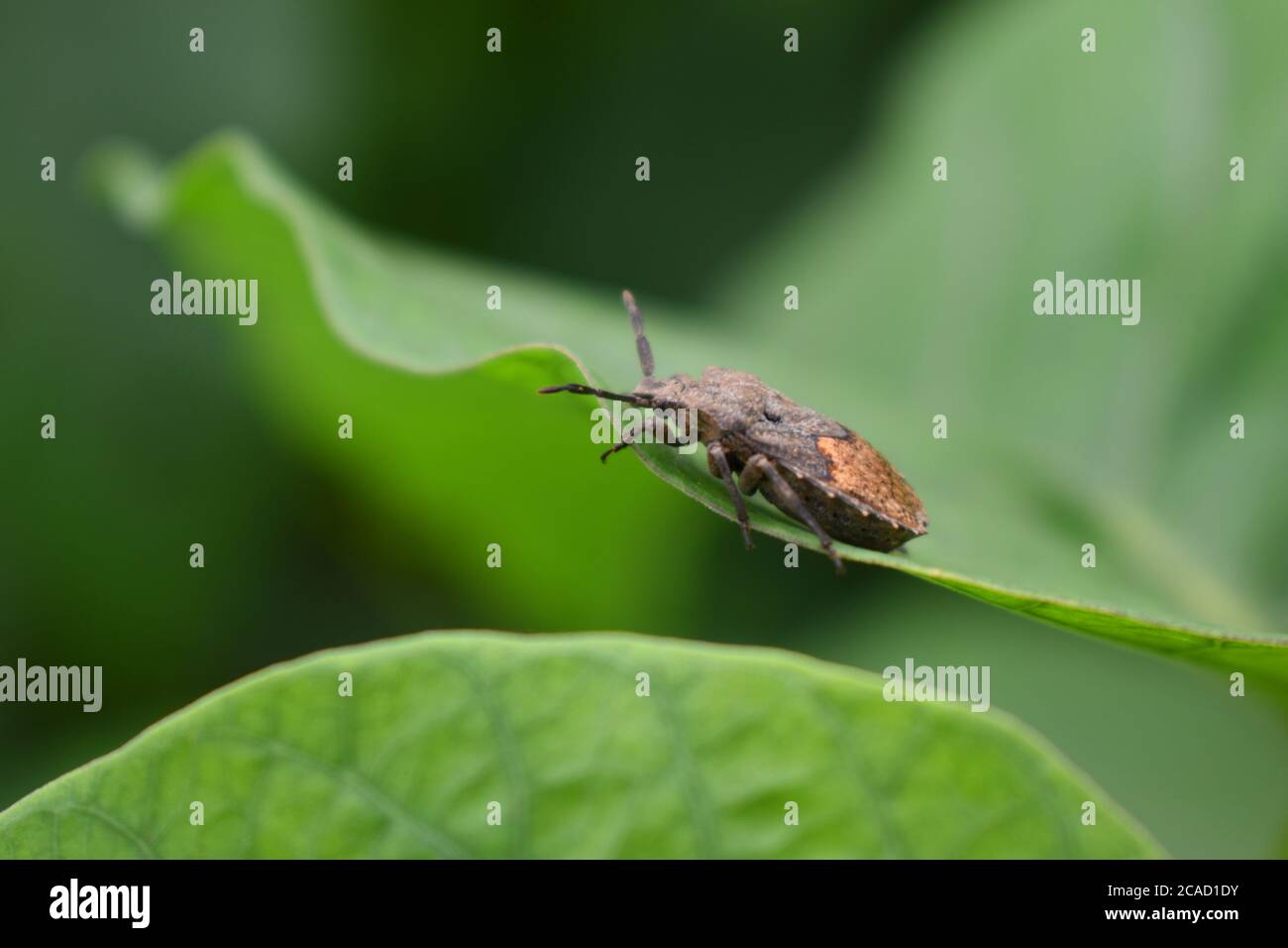 Pumpkin stink bug hi-res stock photography and images - Alamy