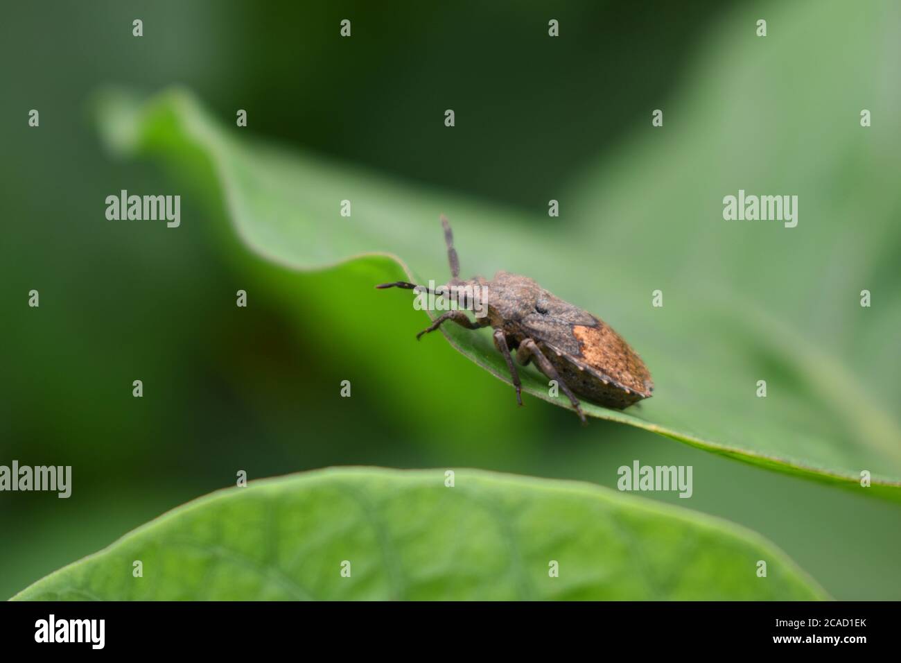 Pumpkin stink bug crawling on green leaf Stock Photo - Alamy
