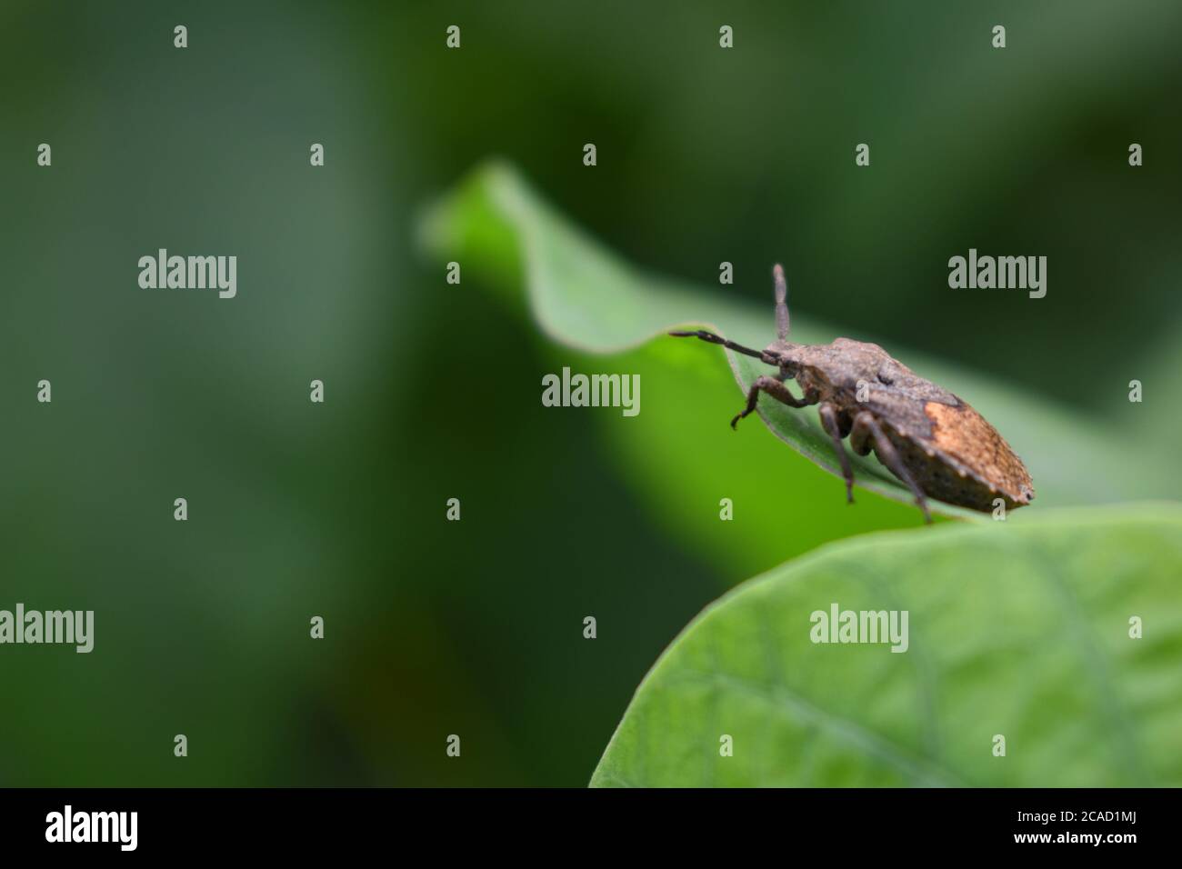 Pumpkin stink bug crawling on green leaf Stock Photo - Alamy