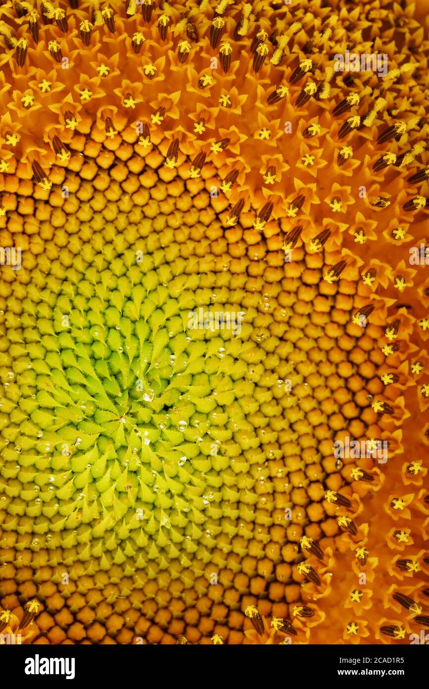 Sunflower flower with petals close-up in the form of patterns and full ...