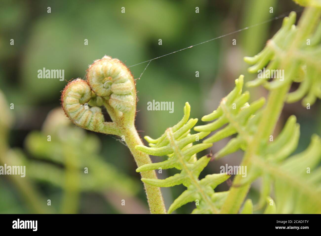 heart shaped fern leaning Stock Photo - Alamy