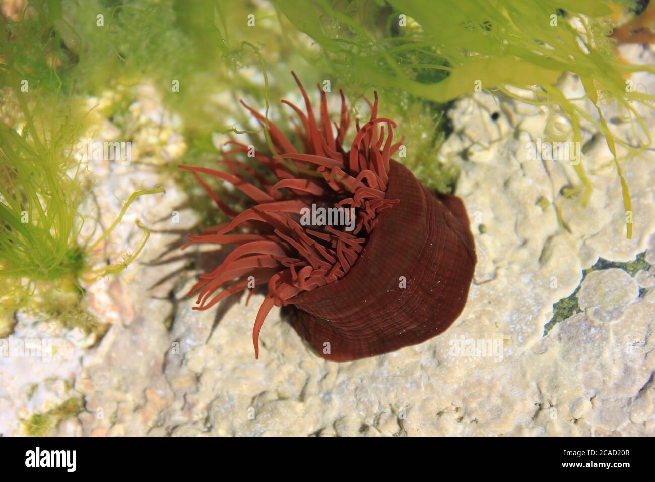 Tidal sea anemone hi-res stock photography and images - Alamy