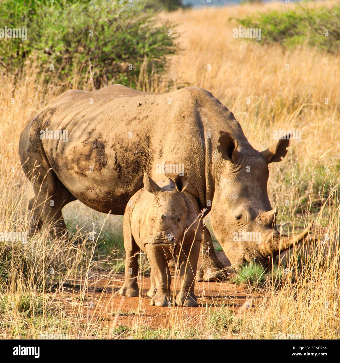 Rhino With Cub Stock Photo - Alamy