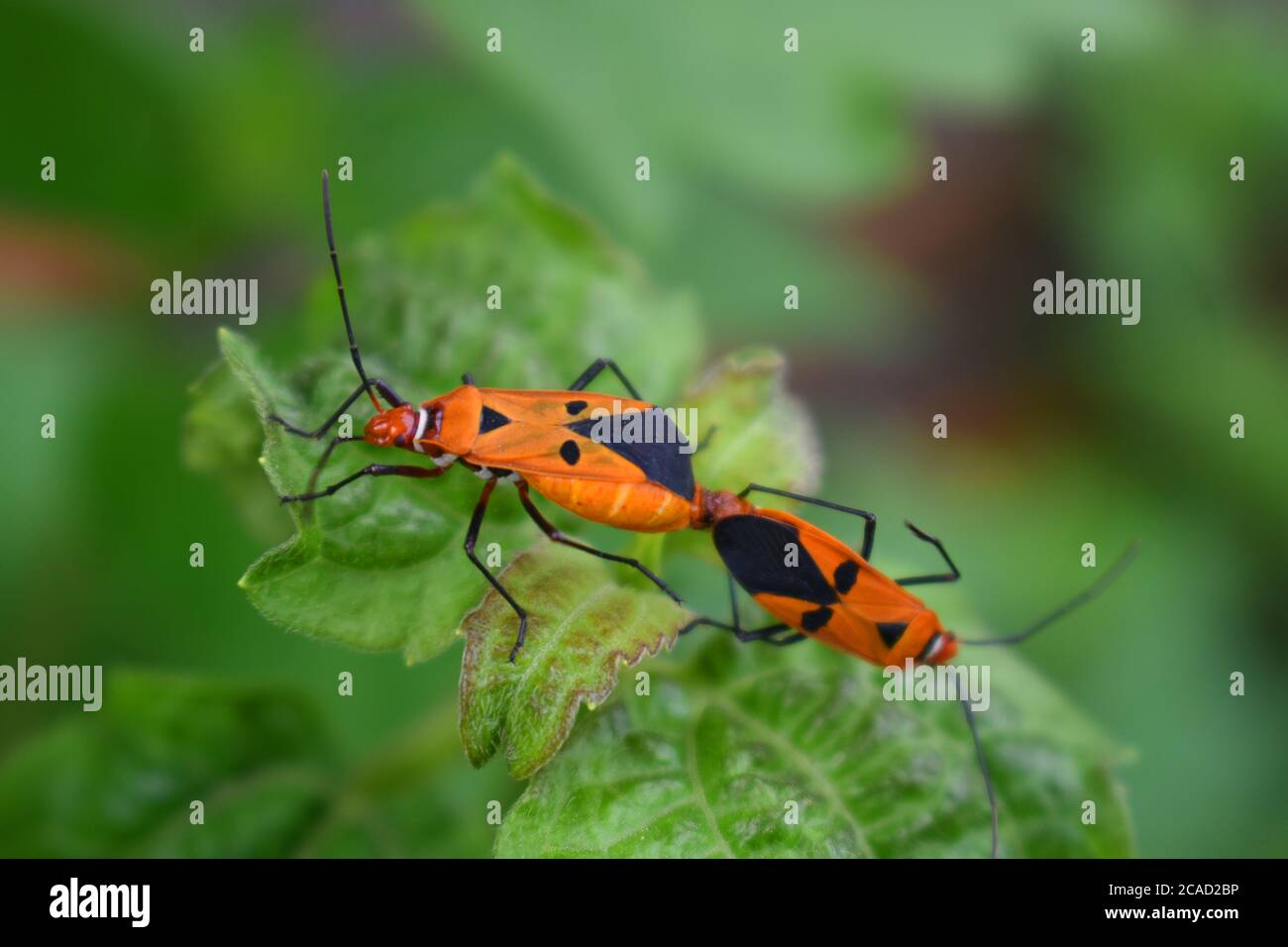 Milkweed bug mating hi-res stock photography and images - Alamy
