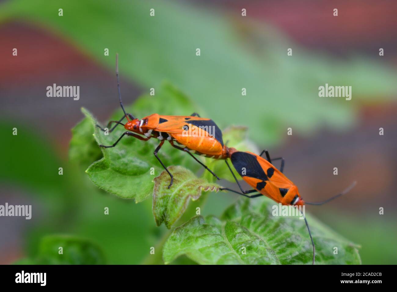 Easy to handle bug hi-res stock photography and images - Alamy