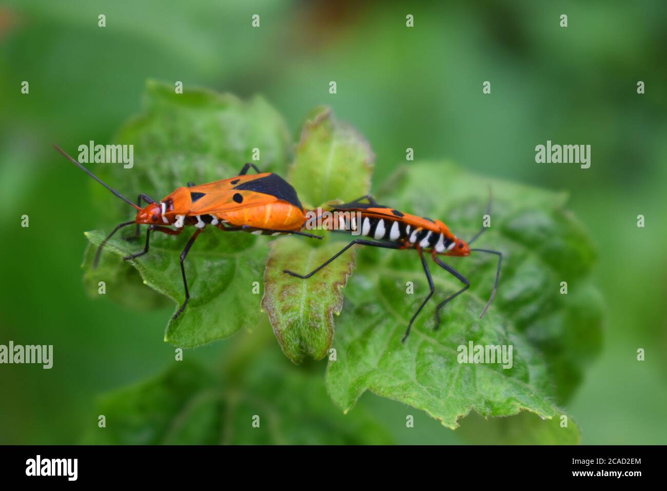 Insect mating patterns hi-res stock photography and images - Alamy
